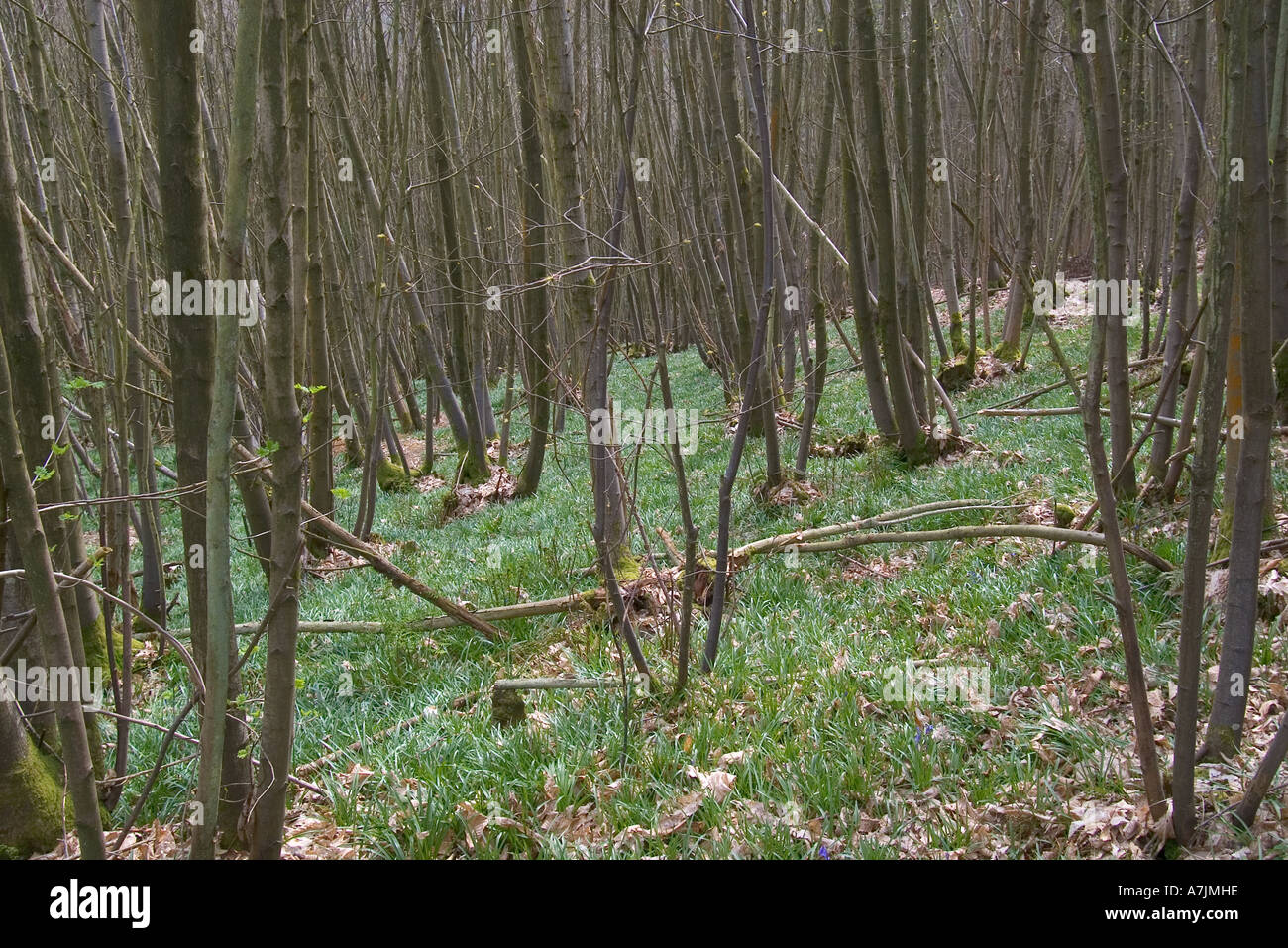 Gestion du bois de taillis Banque de photographies et d’images à haute ...