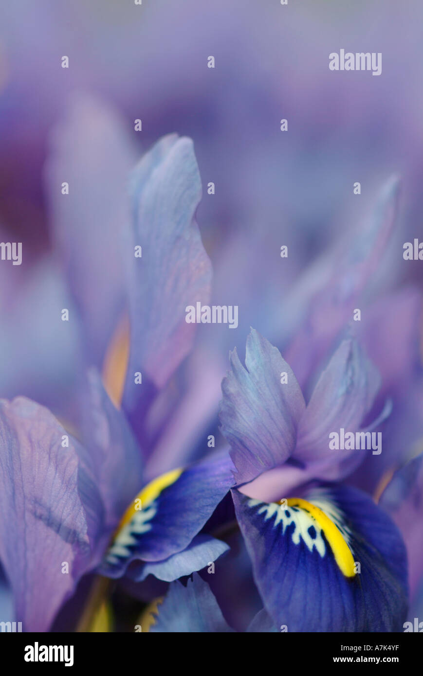 Iris reticulata joyce Banque de photographies et d’images à haute ...