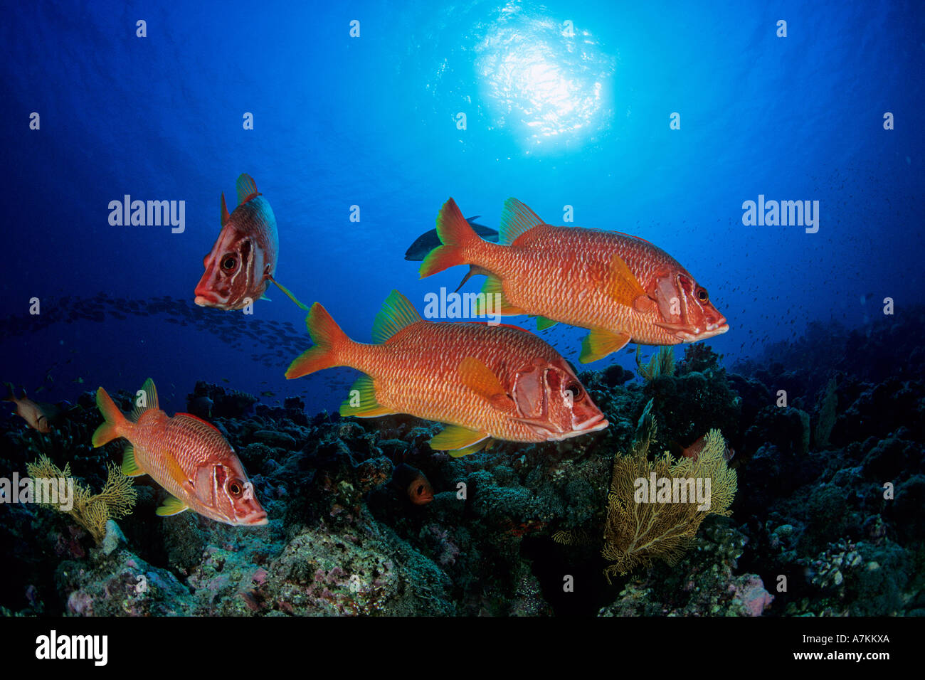 Seychelles fish Banque de photographies et d’images à haute résolution ...