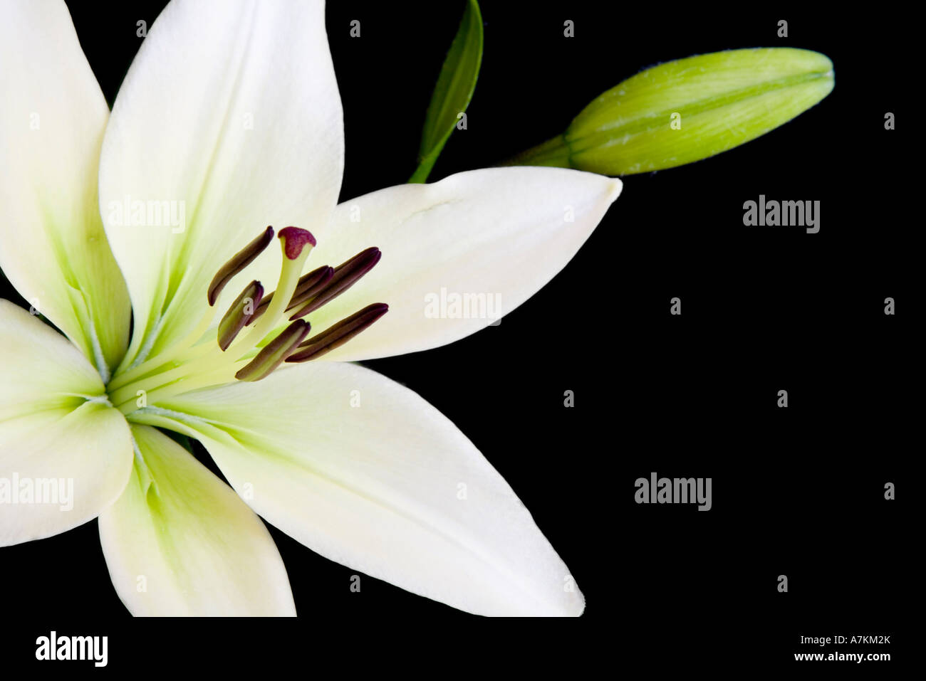 Lis de la paix sur fond blanc Banque de photographies et d’images à haute résolution - Alamy