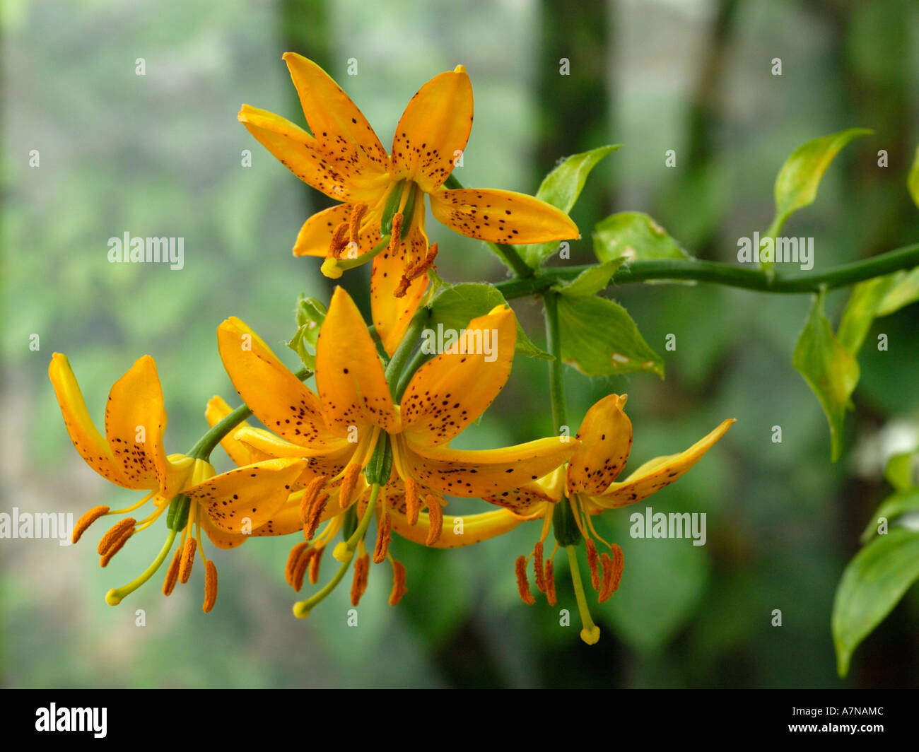 Lilium hansonii Banque de photographies et d’images à haute résolution ...