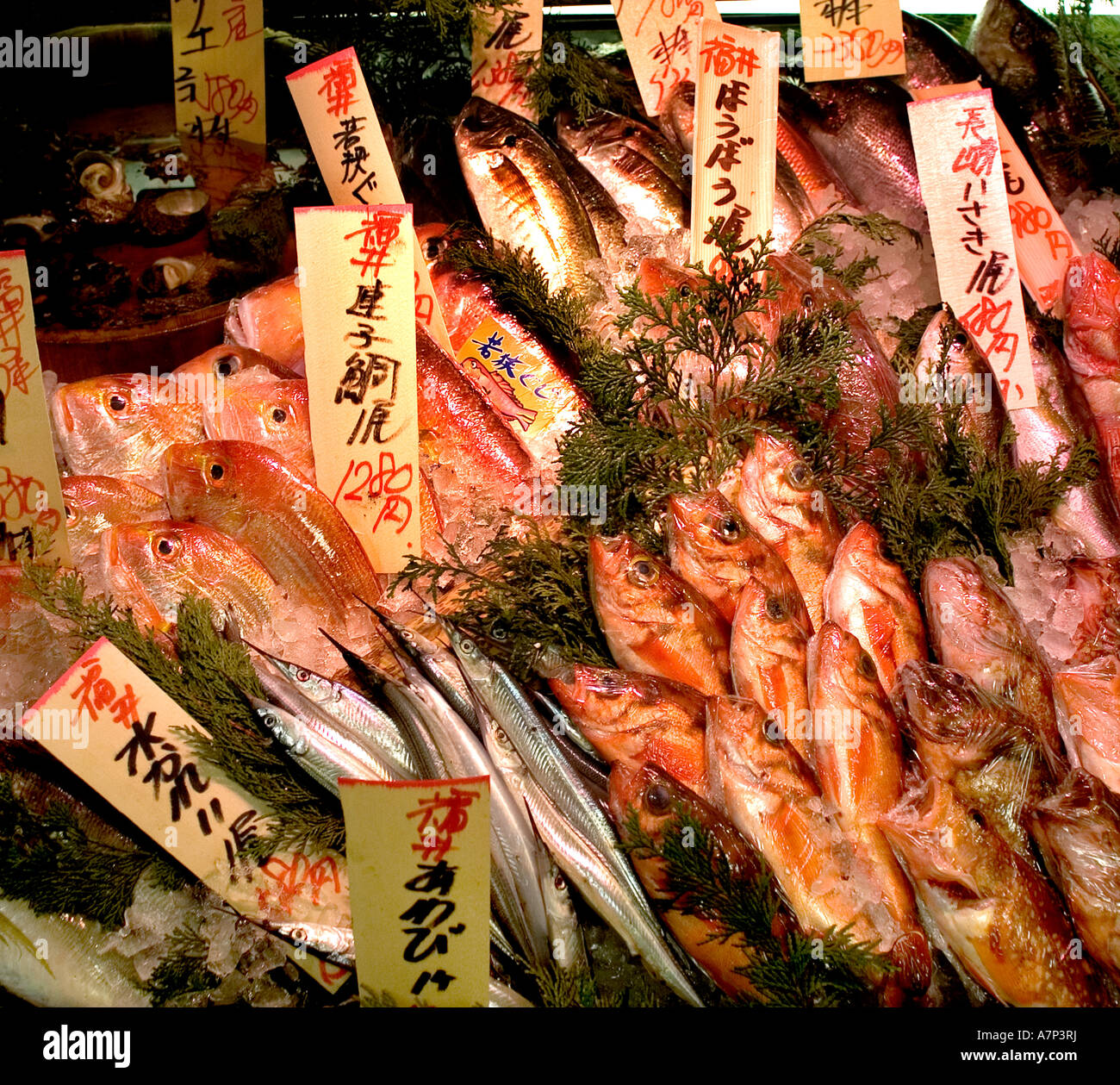 Marche Aux Poissons Tokyo: Marché De Poisson Tokyo – SFSPF
