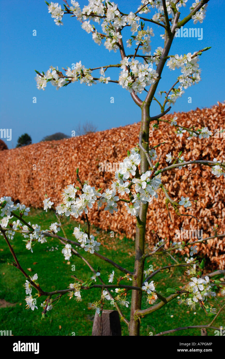 Fleur de prunier victoria Banque de photographies et d’images à haute ...