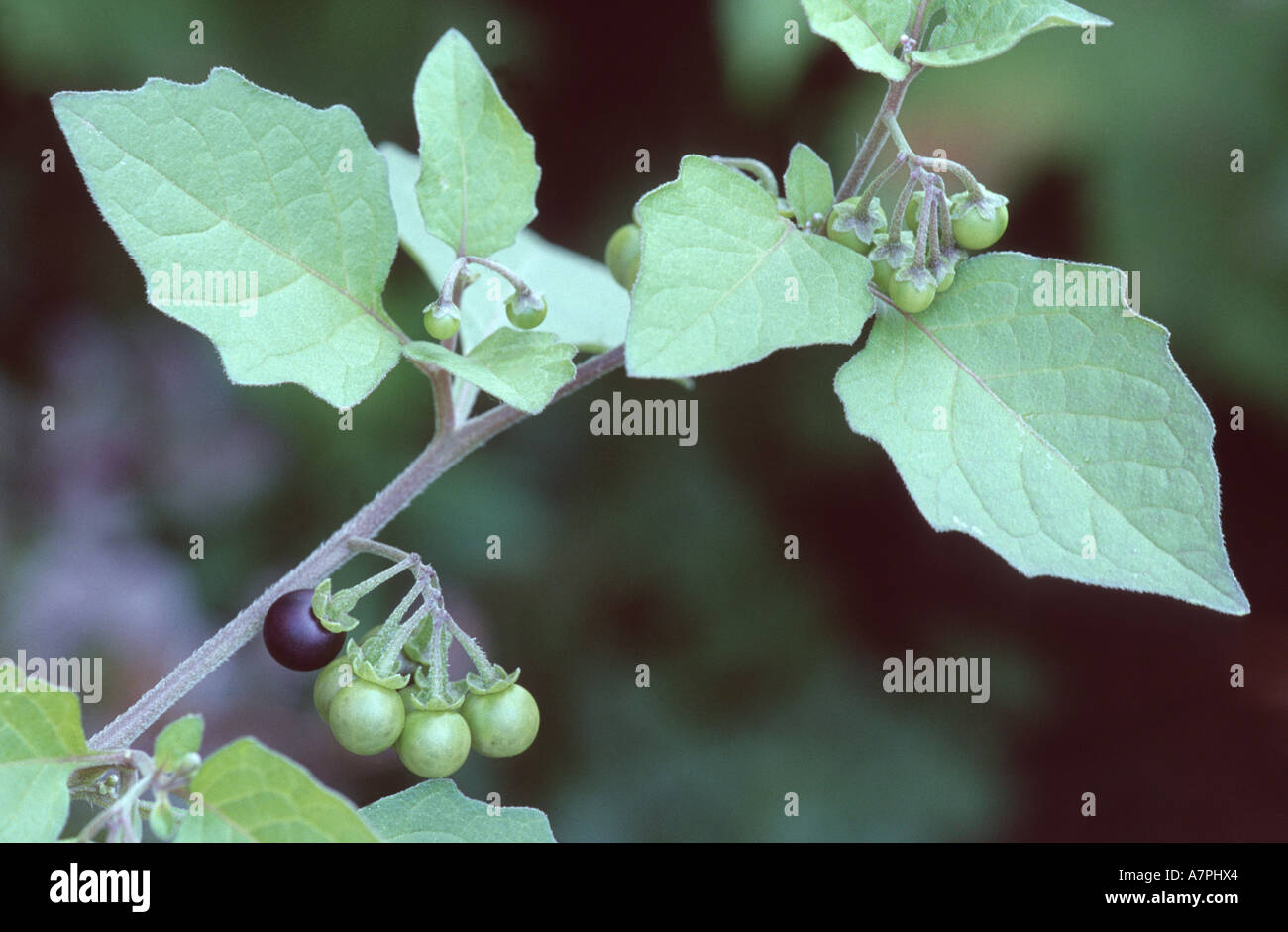 Solanum nigrum subsp schultesii Banque de photographies et d’images à ...