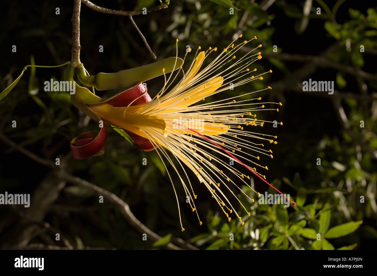 Fleur de baobab jaune Banque de photographies et d’images à haute ...