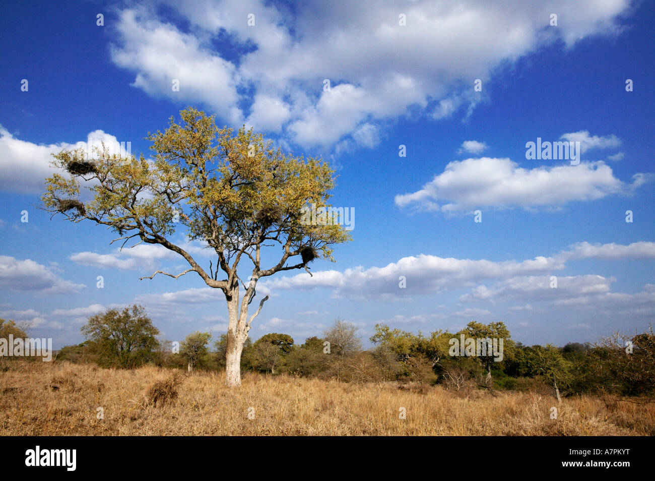 Arbre généalogique Leadwood Combretum imberbe dans la savane sèche ...