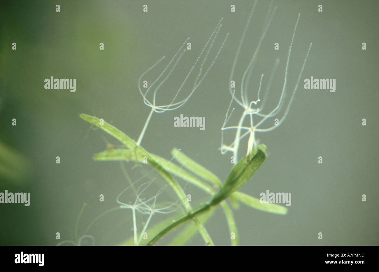 Hydre brune pelmatohydra oligactis Banque de photographies et d’images ...