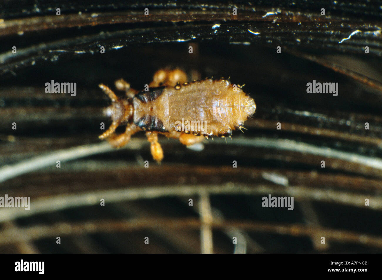 Pediculus humanus capitis Banque de photographies et d’images à haute ...