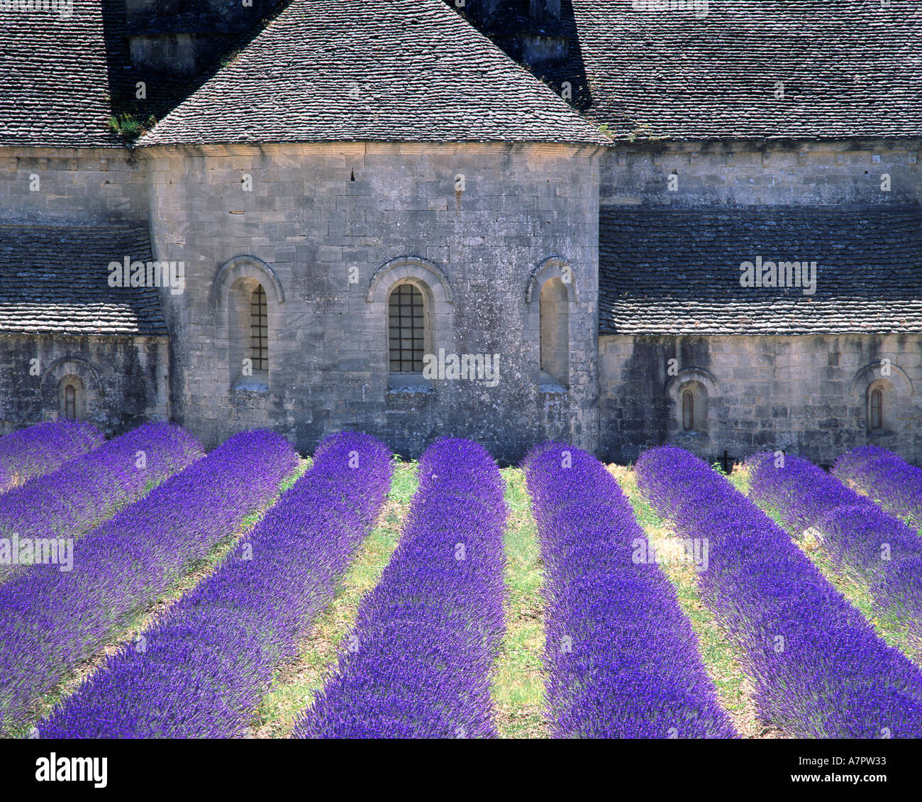 FR - PROVENCE : Abbaye de Sénanque près de Gordes Photo Stock - Alamy