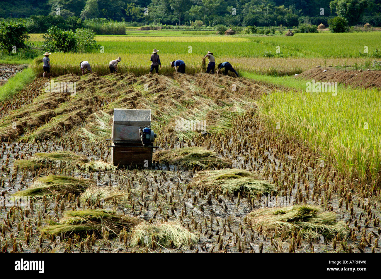 Machines Harvesting Rice Field Photos & Machines Harvesting Rice Field ...