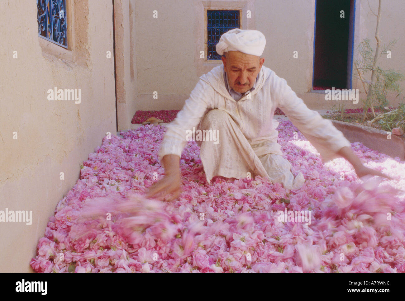 Le Maroc, Haut Atlas, Hadida village (M'Gouna), producteur des roses ...