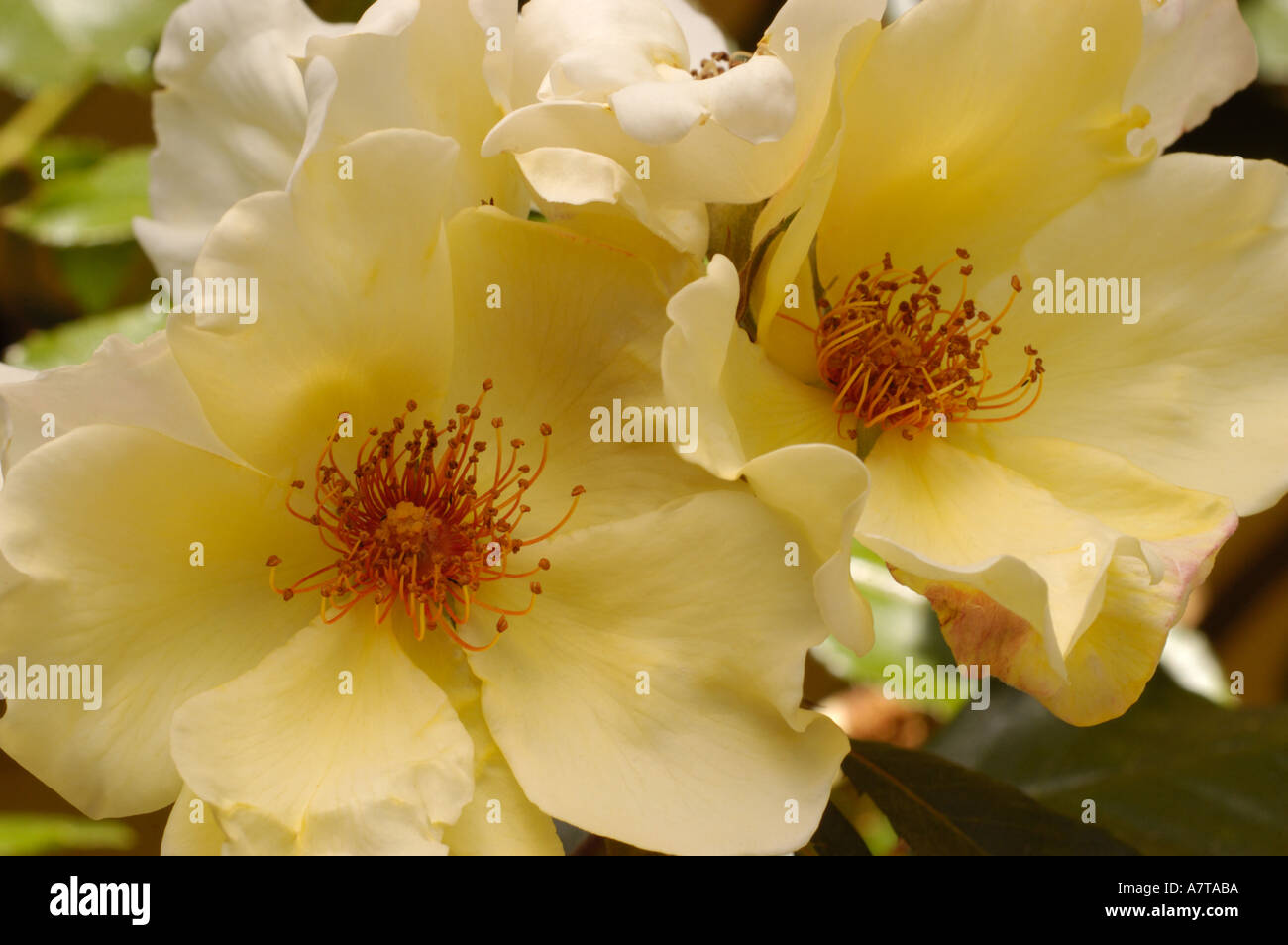 Capitaine bloom Banque de photographies et d’images à haute résolution ...