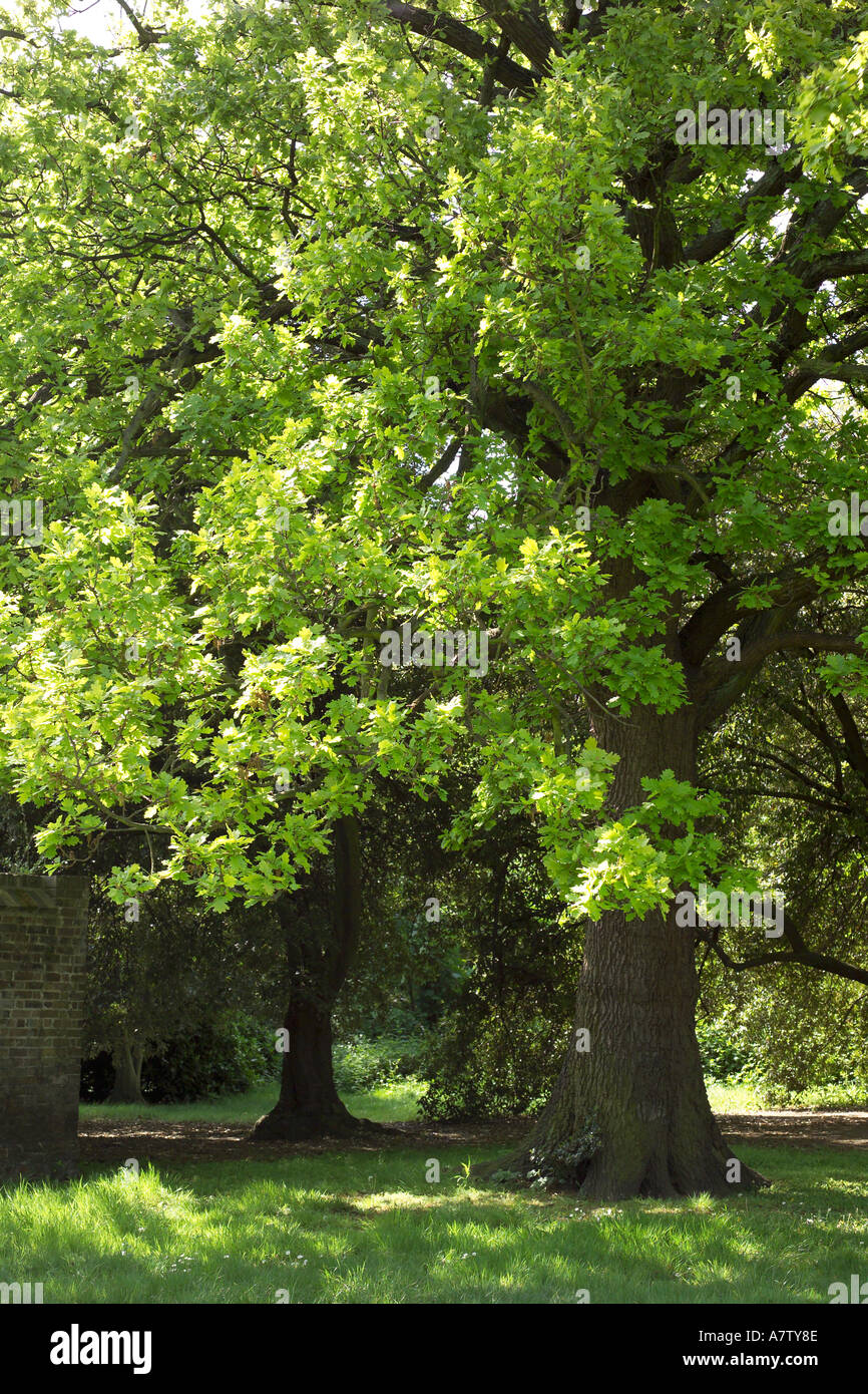 Arbre de chêne Quercus robur chêne commun chêne chêne anglais ...