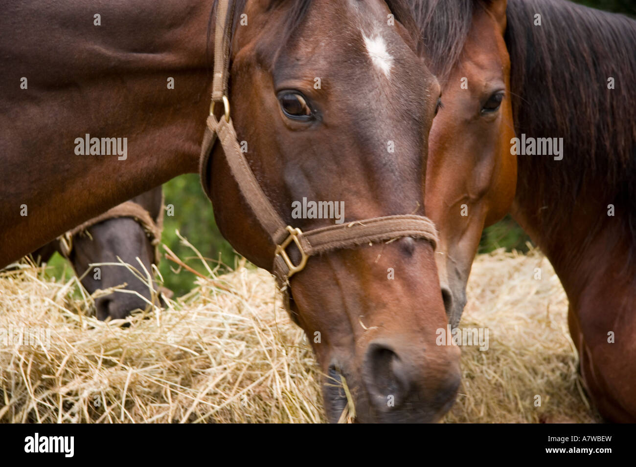 Chevaux en paille Banque de photographies et d’images à haute ...