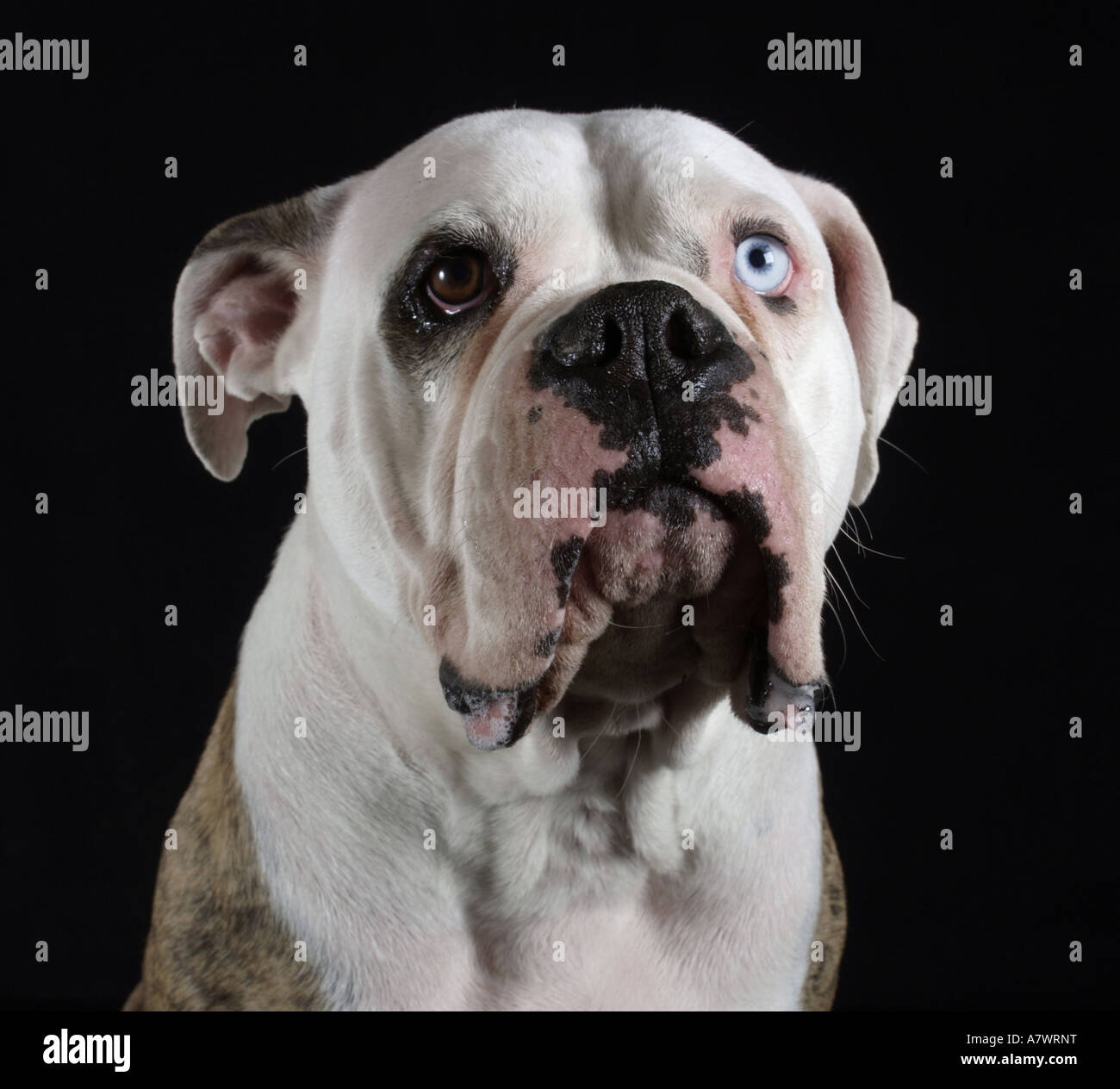 Scott american bulldog Banque de photographies et d’images à haute ...