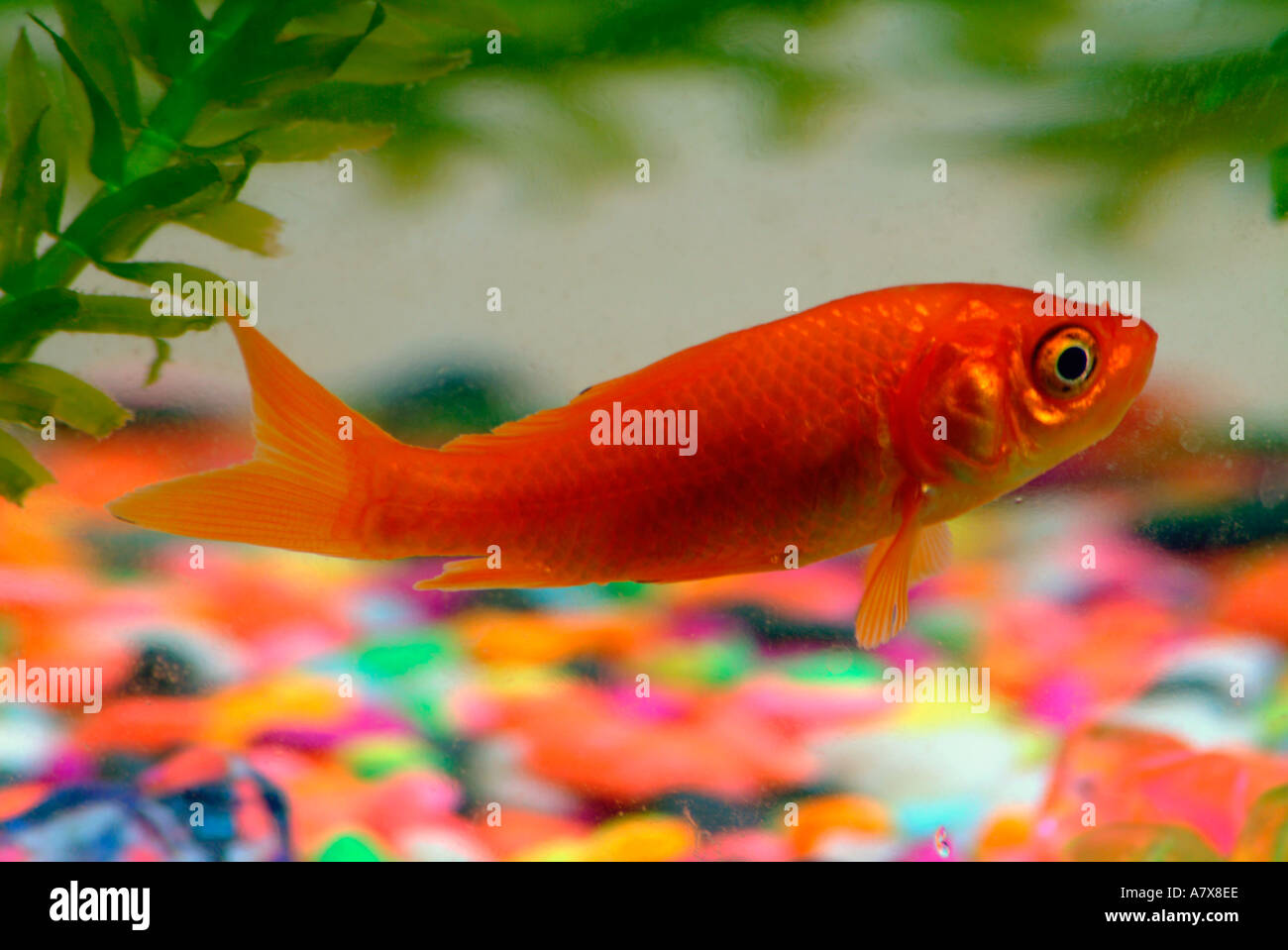 Le poisson rouge Banque de photographies et d’images à haute résolution ...