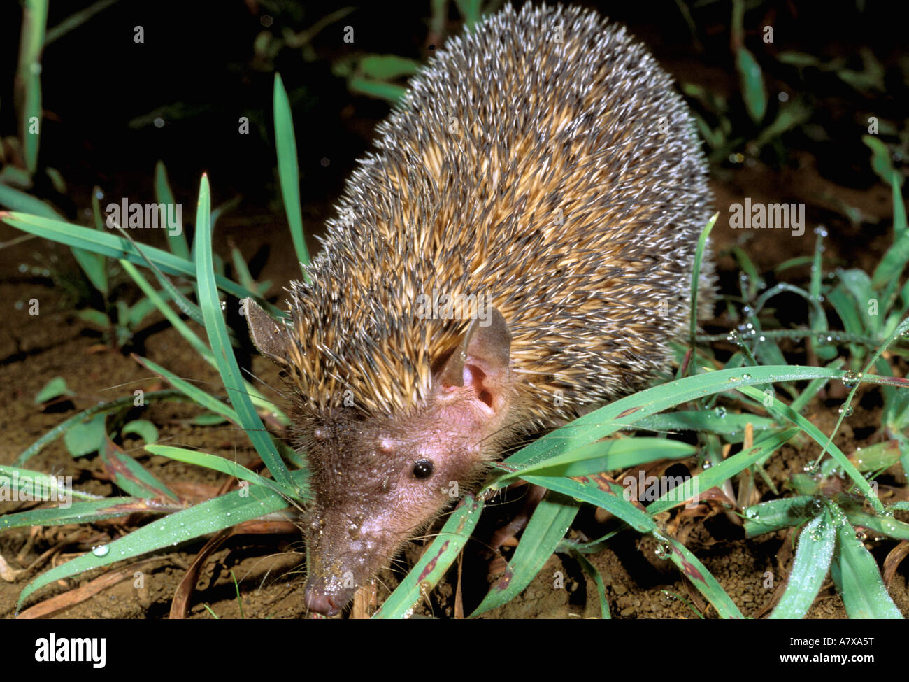 Hérisson plus grand tenrec Banque de photographies et d’images à haute ...