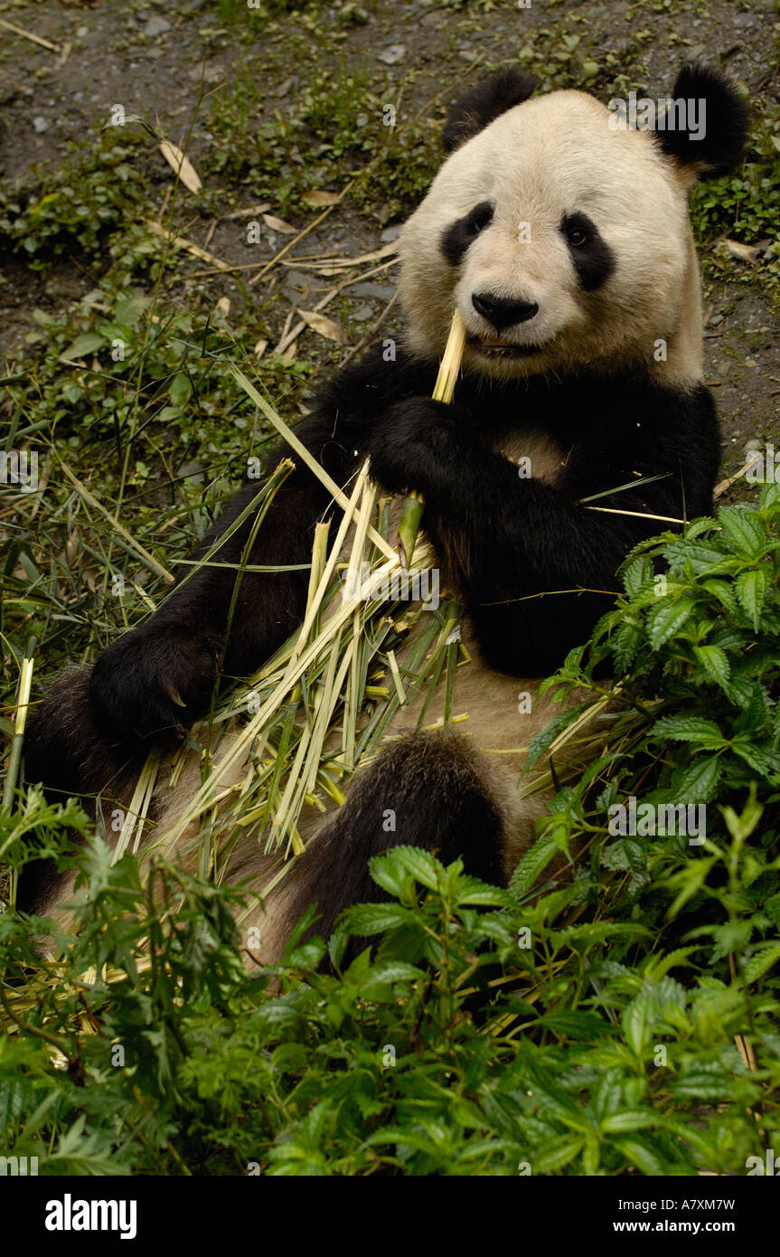 Famille panda Banque de photographies et d’images à haute résolution ...