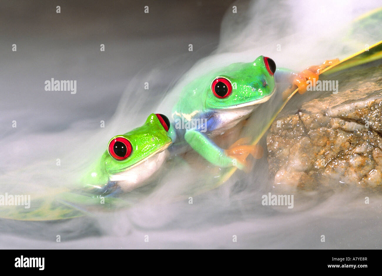 Rainette Oeil rouge dans la brume, Agalychinis callidryas, originaire d ...