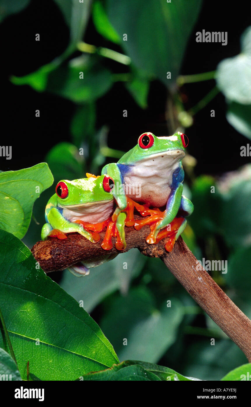 Oeil rouge paire Treefrog, Agalychinis callidryas, originaire d ...