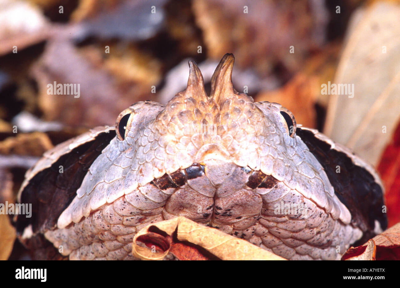 Bitis gabonica rhinoceros Banque de photographies et d’images à haute ...