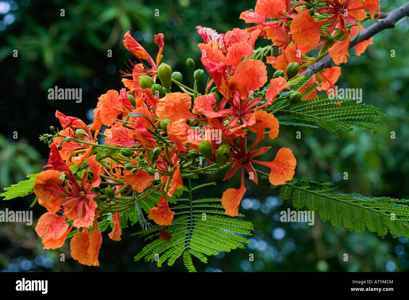 La ville de Panama, Panama, Royal Poinciana, ou Arbre Flamboyant en ...