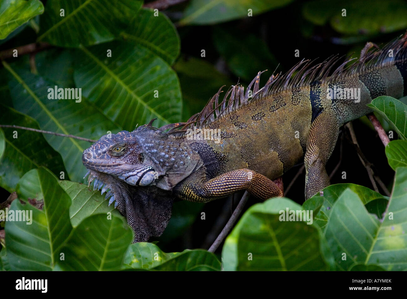 Parque metropolitano panama Banque de photographies et d’images à haute ...