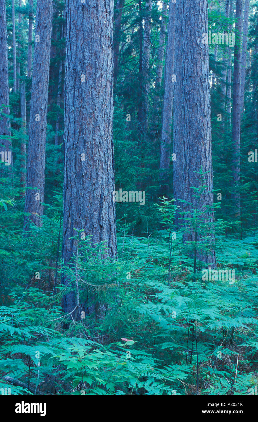 Pin rouge pinus resinosa arbre Banque de photographies et d’images à ...