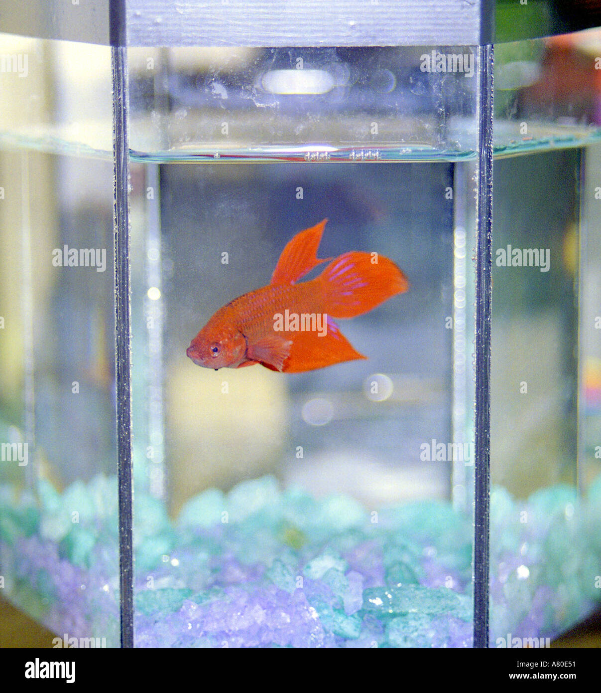 Beta fish Banque de photographies et d’images à haute résolution - Alamy