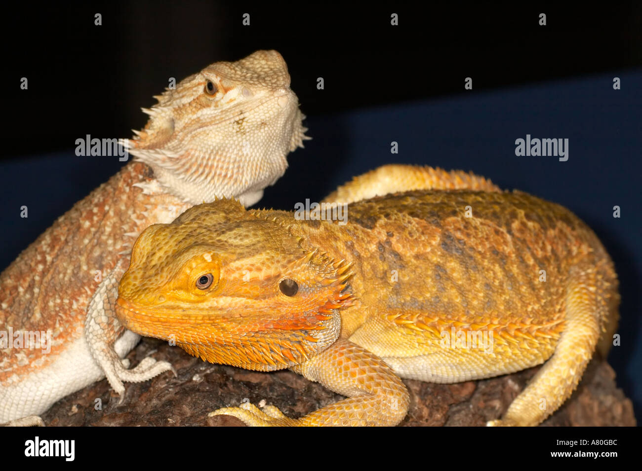 Dragons femelle Banque de photographies et d’images à haute résolution ...