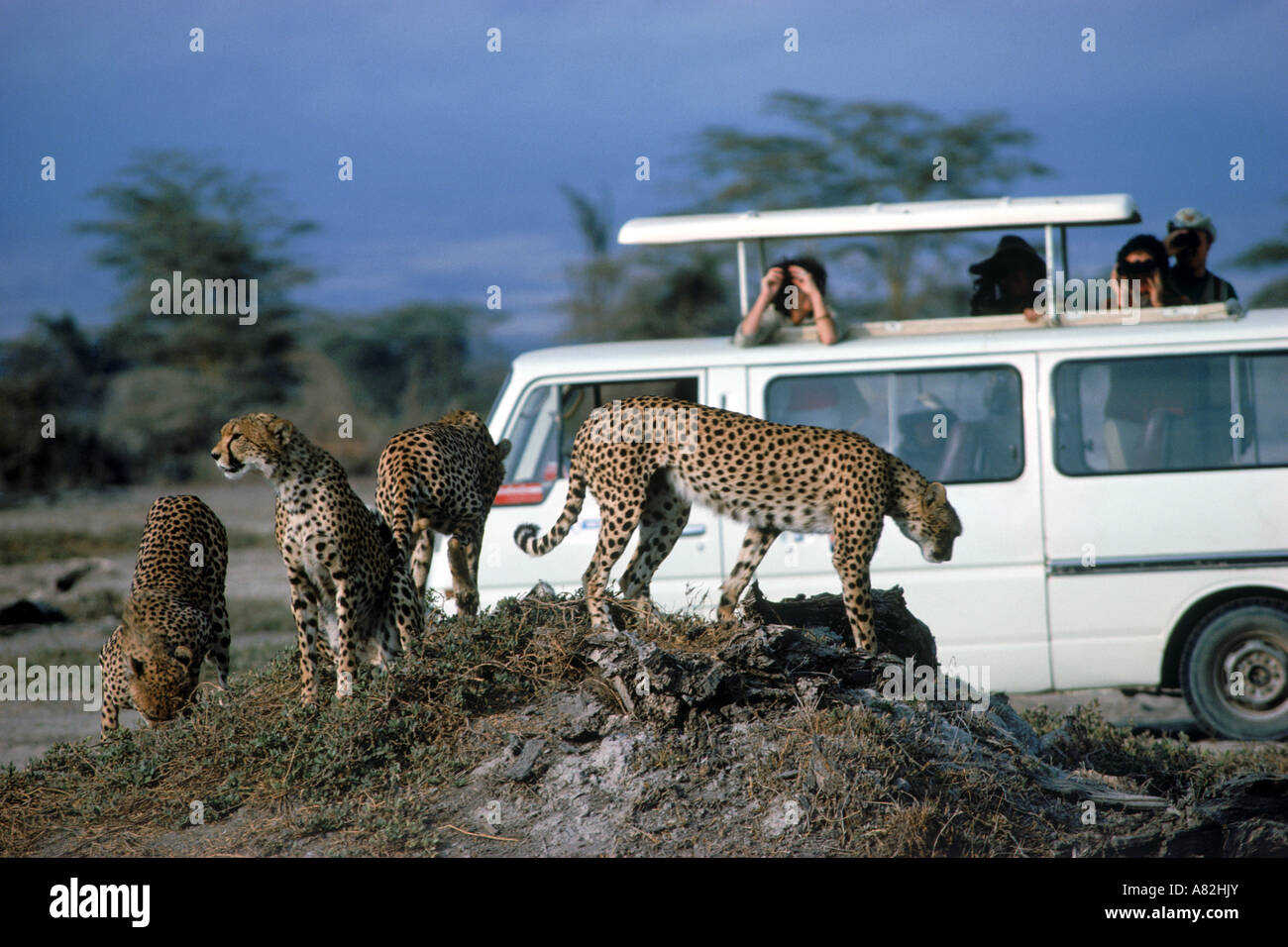African Safari minibus de touristes photographiant famille de guépards ...