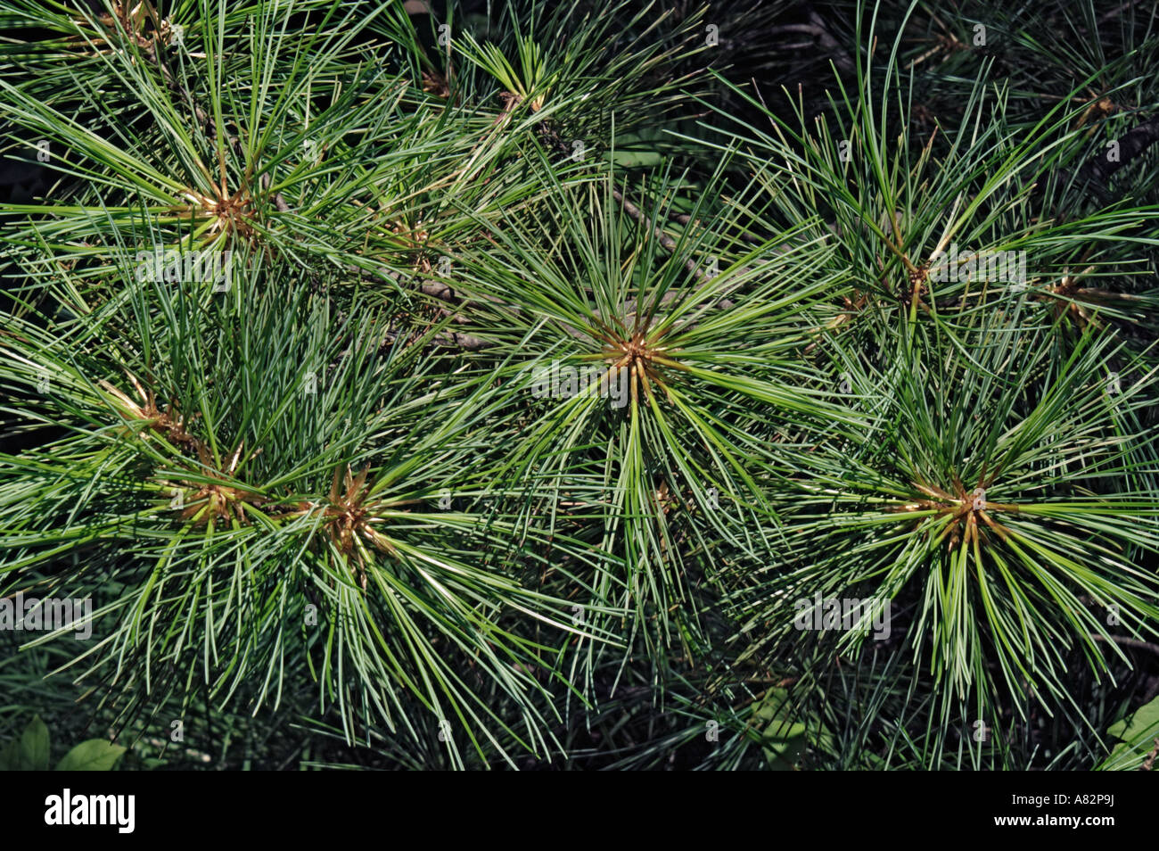 Pinus koraiensis Banque de photographies et d’images à haute résolution ...