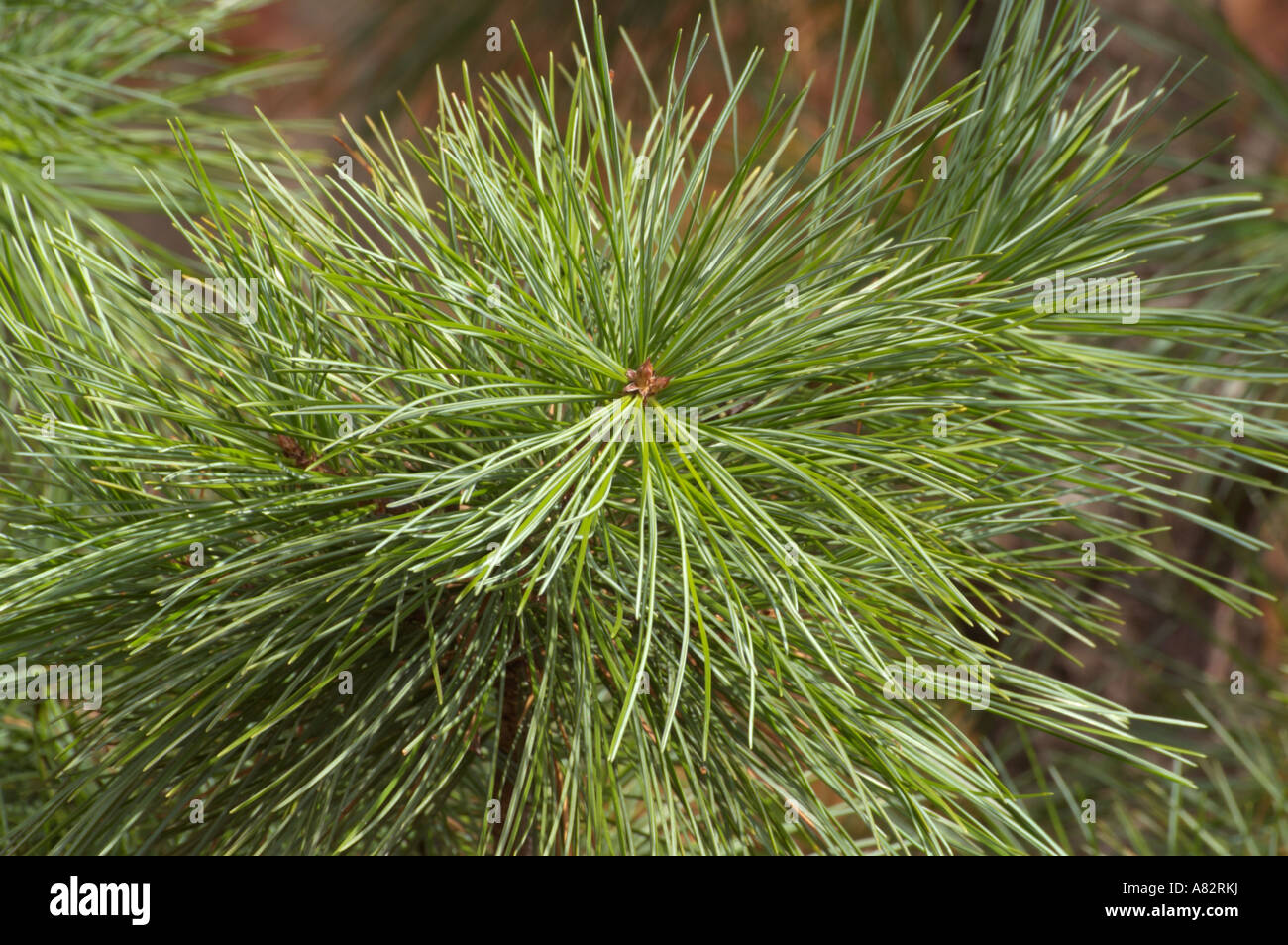 Pinus koraiensis Banque de photographies et d’images à haute résolution ...