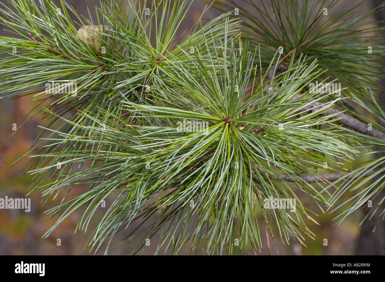 Pinus koraiensis Banque de photographies et d’images à haute résolution ...