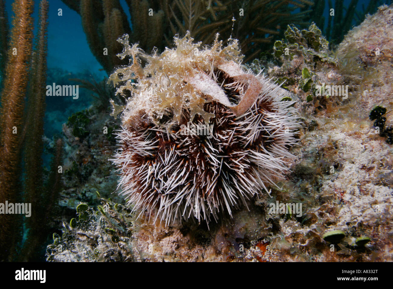 Oursins sous marins Banque de photographies et d’images à haute ...