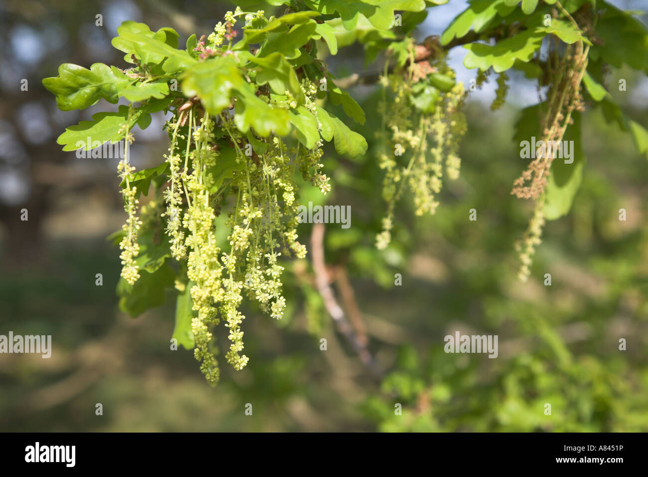 Chêne anglais commun chêne pédonculé Quercus robur fleurs mâles Photo ...