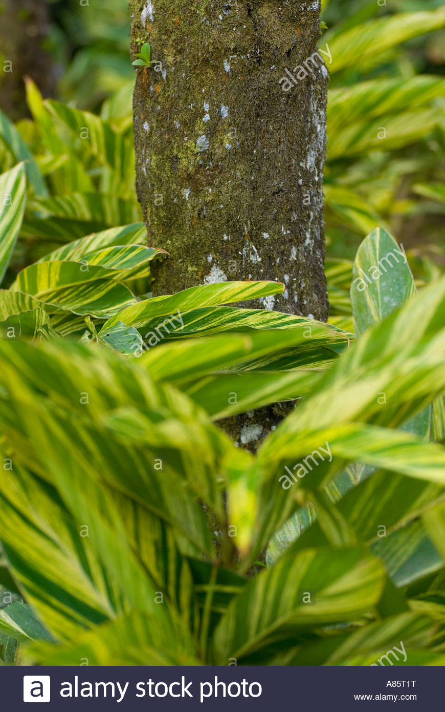 Balata Tree Banque d'image et photos - Alamy