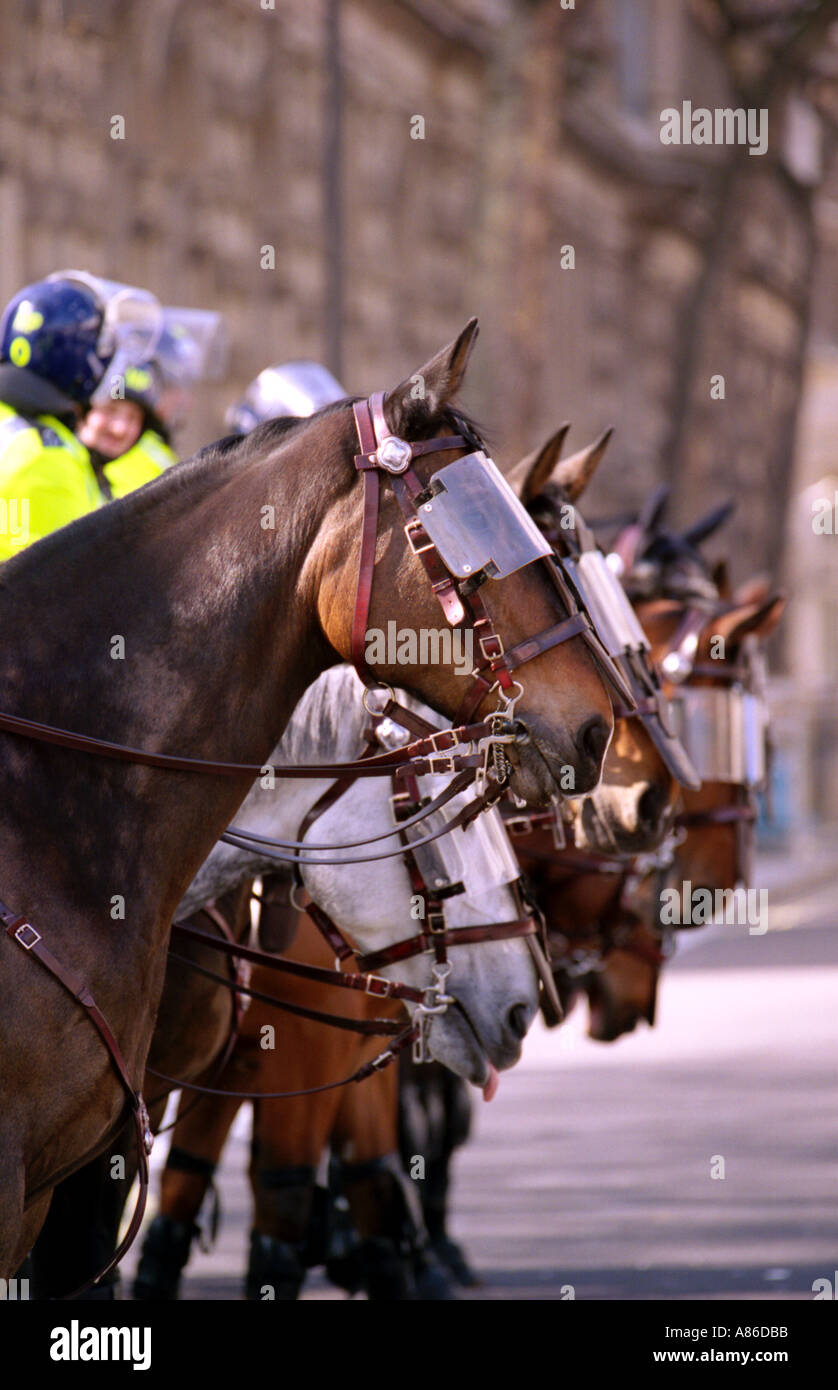 Riot police horses Banque de photographies et d’images à haute ...