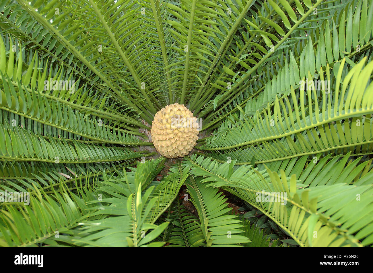 Cycas cycas sp Banque de photographies et d’images à haute résolution ...