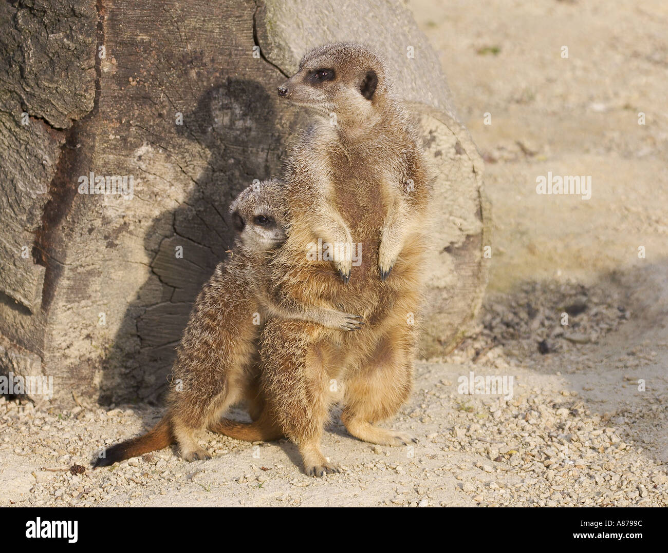 Familles de suricates Banque de photographies et d’images à haute ...