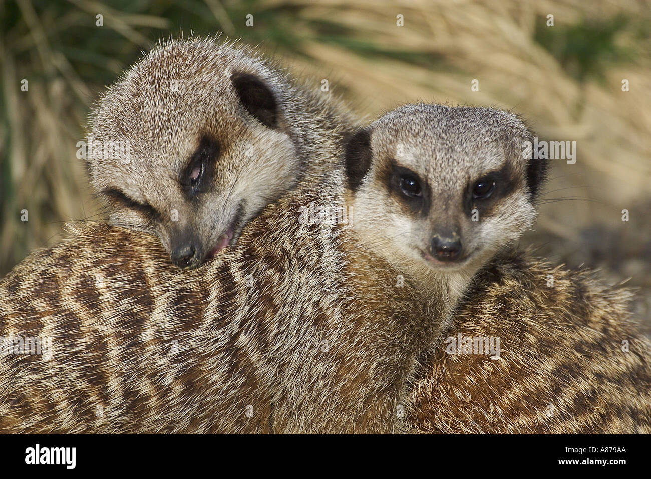 Familles de suricates Banque de photographies et d’images à haute ...