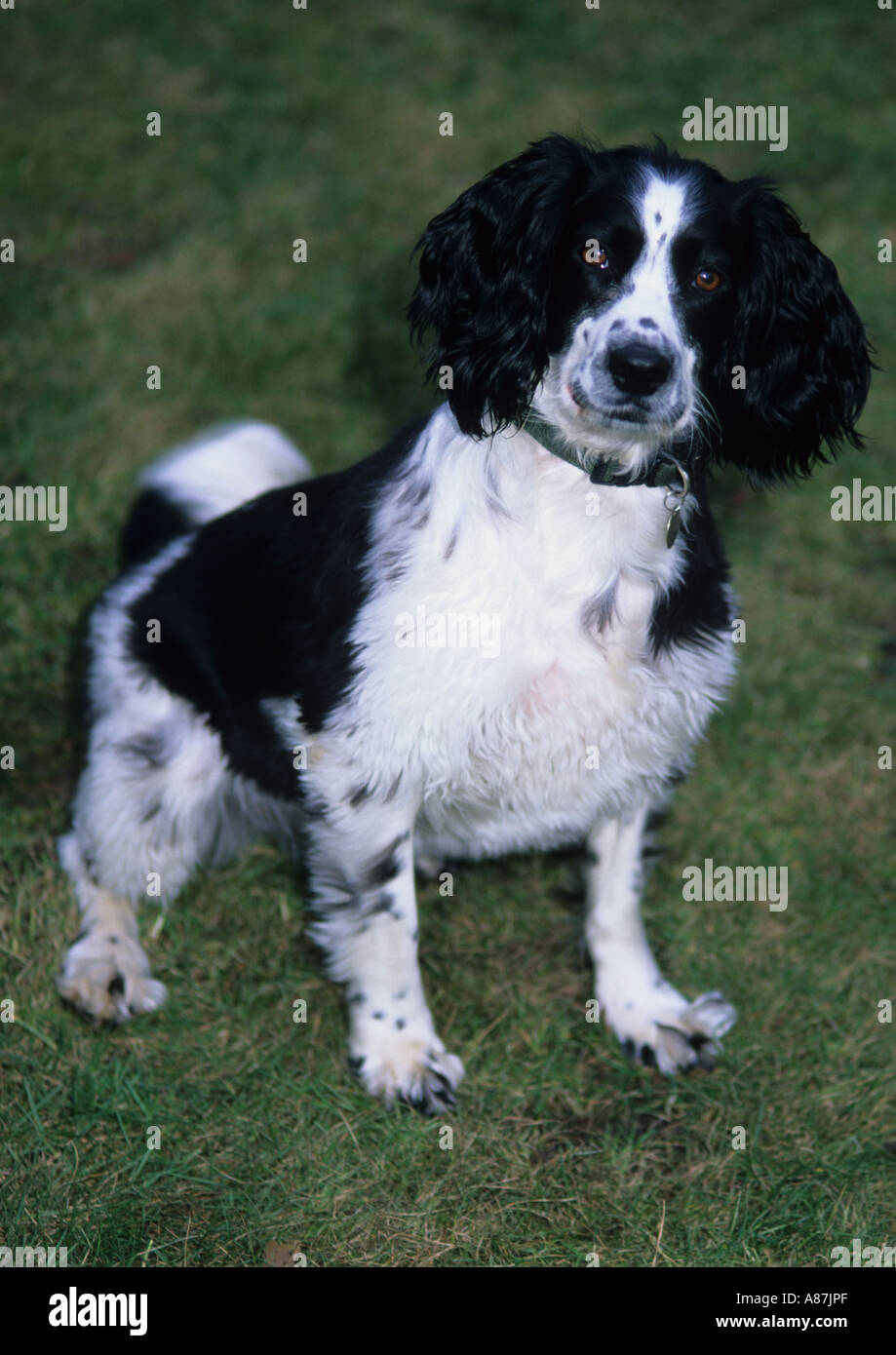 Black and white working springer spaniel Banque de photographies et d ...