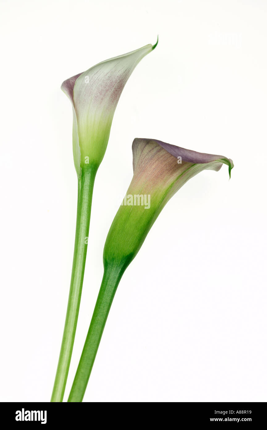 Arum rose Banque de photographies et d’images à haute résolution - Alamy