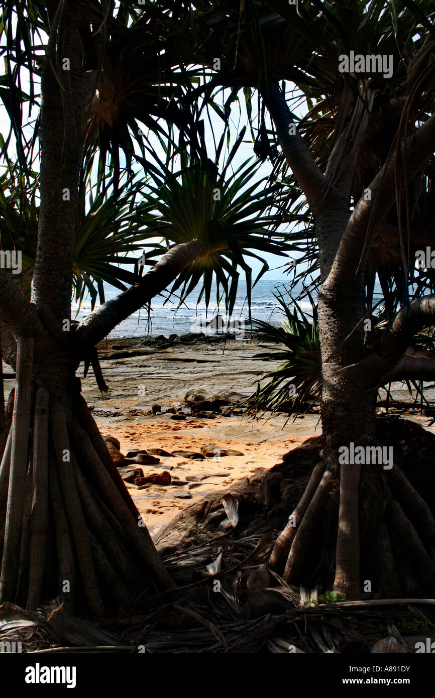 Scène de plage CADRAGE ARBRE PANDANUS BDA VERTICAL10664 Photo Stock - Alamy