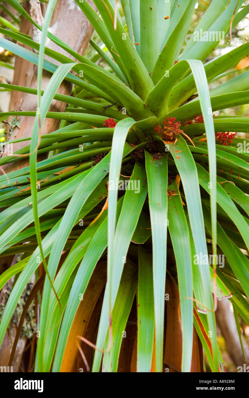 Pandani plant richea pandanifolia Banque de photographies et d’images à ...