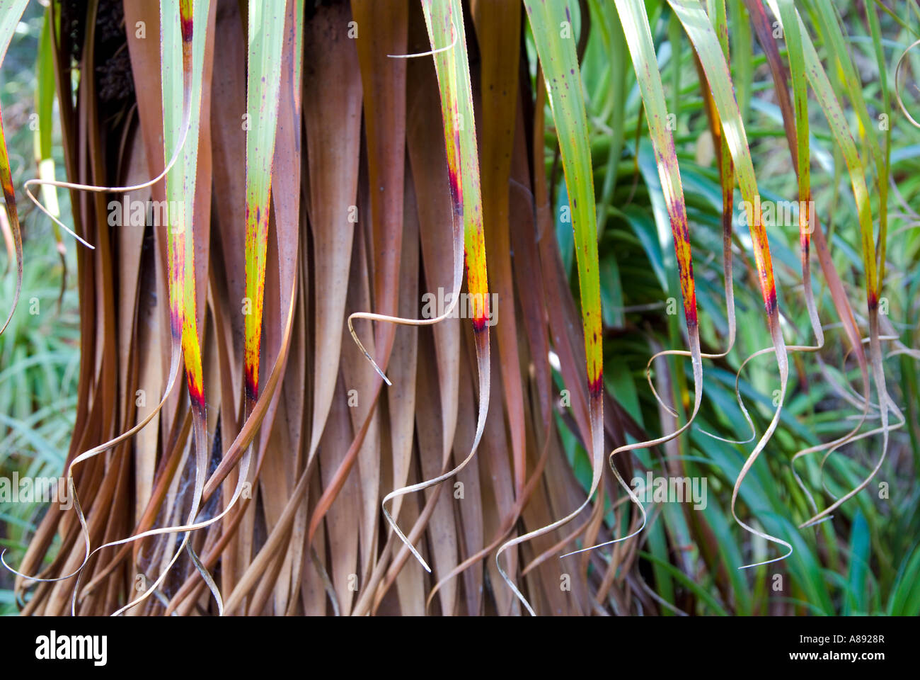Pandani plant richea pandanifolia Banque de photographies et d’images à ...