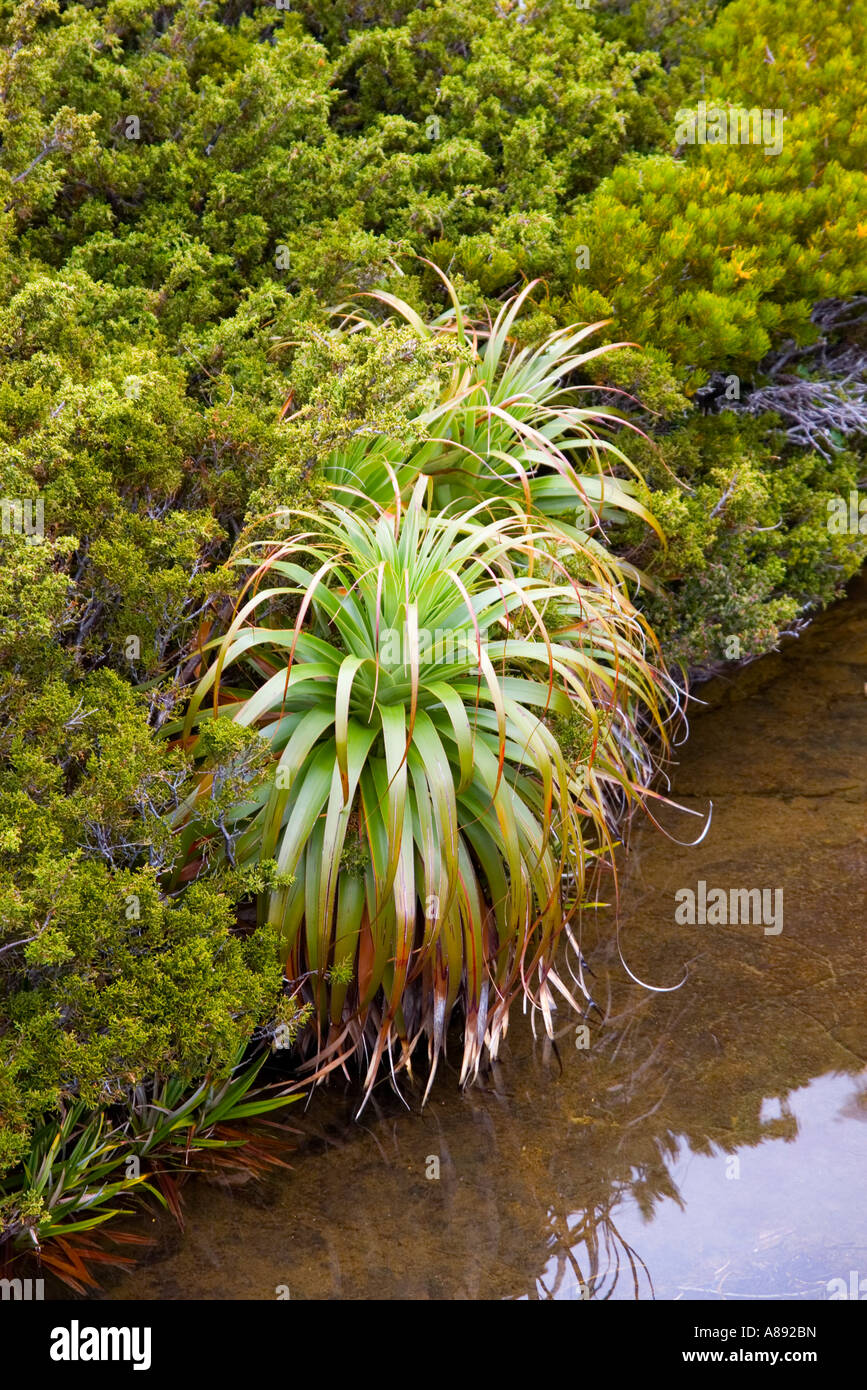 Australie tasmanie pandani alpine Banque de photographies et d’images à ...