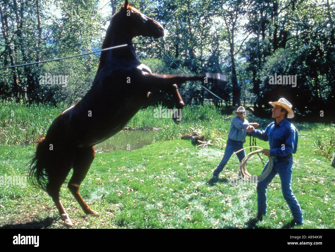 Le cheval whisperer robert redford Banque de photographies et d’images ...