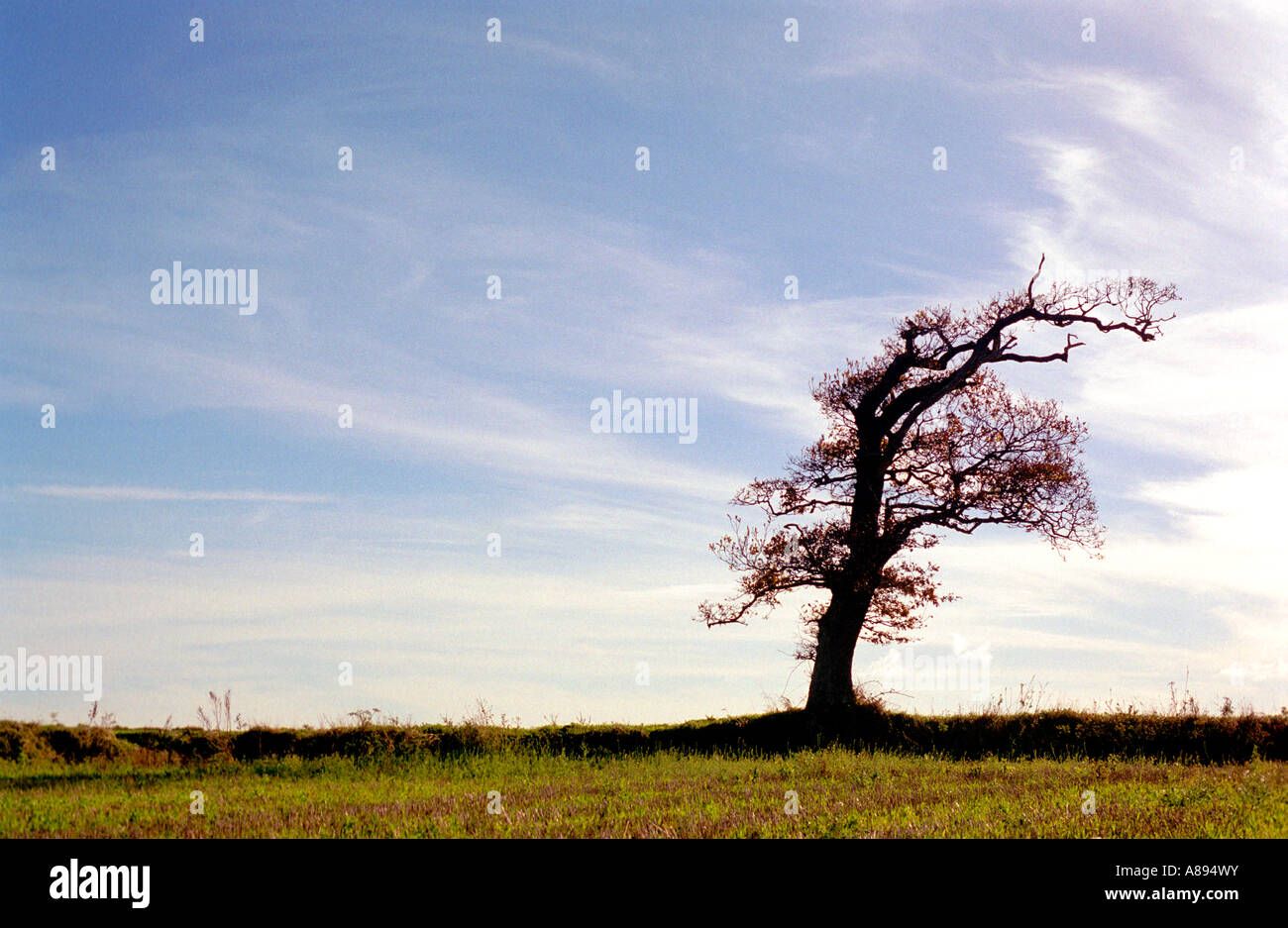 Arbre solitaire solitaire Banque de photographies et d’images à haute ...