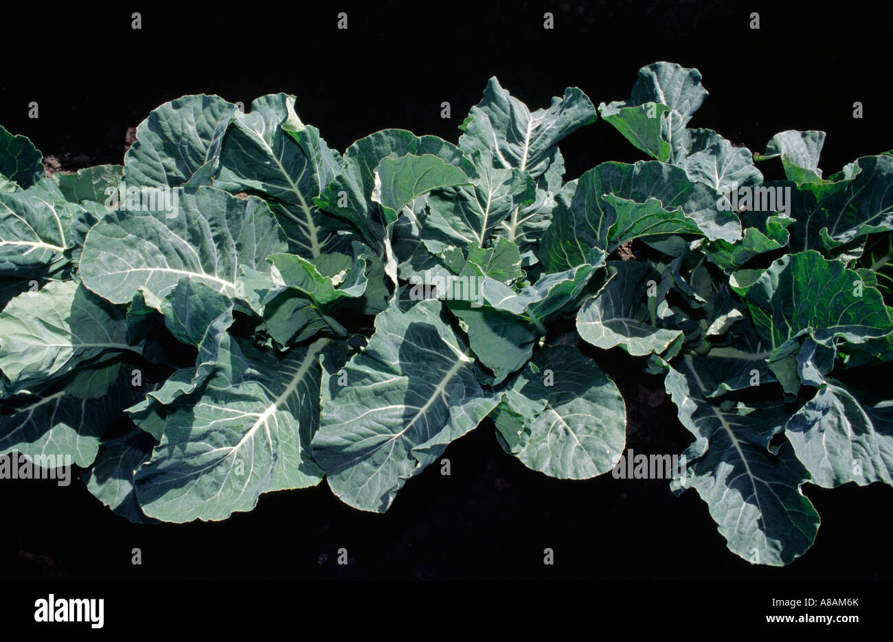 Jeunes plants de chou fleur Banque de photographies et d’images à haute ...
